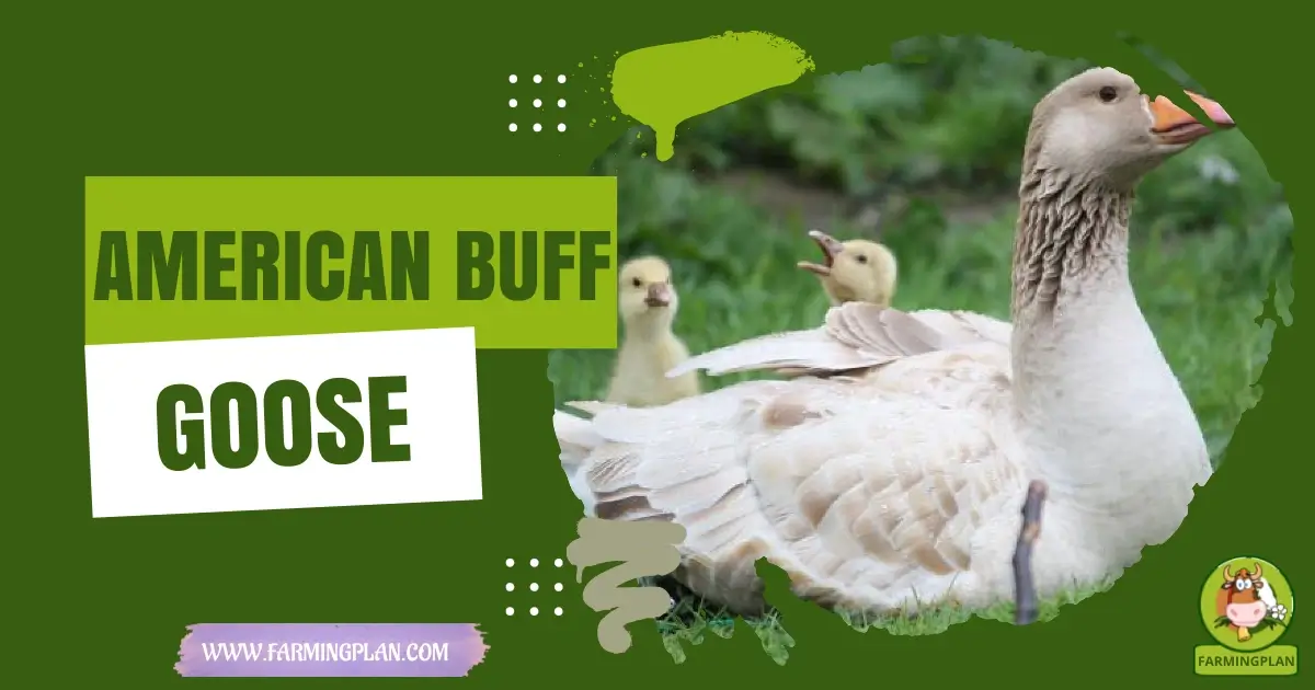 American Buff Goose: 7 Expert Tips For Care & | Farming Plan