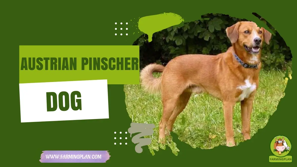 Austrian Pinscher Dog: 7 Incredible Benefits | Farming Plan