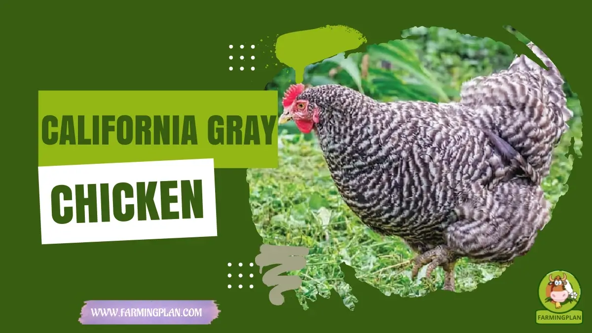 California Gray Chicken: 7 Essential Care Tips| Farming Plan
