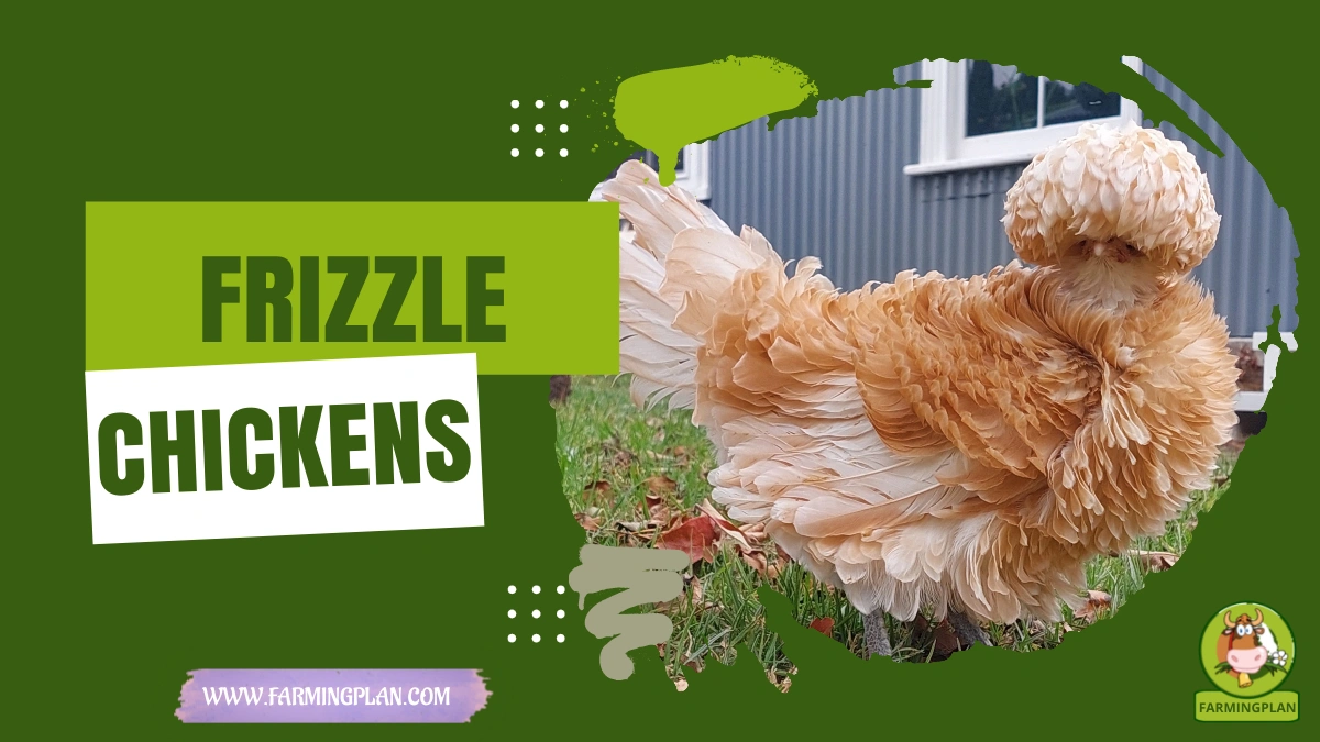 Frizzle Chickens: 5 Irresistible Reasons | Farming Plan