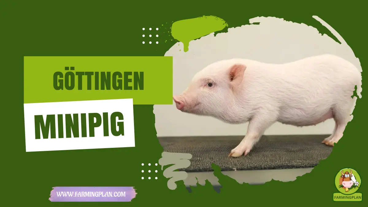 Göttingen Minipig: Gentle & Perfect For Home | Farming Plan
