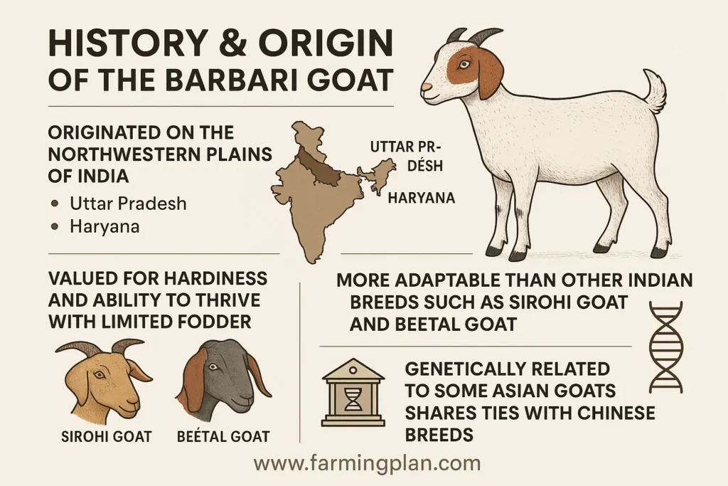 Barbari Goat: Hardy Breed Great Milk & Meat | Farming Plan