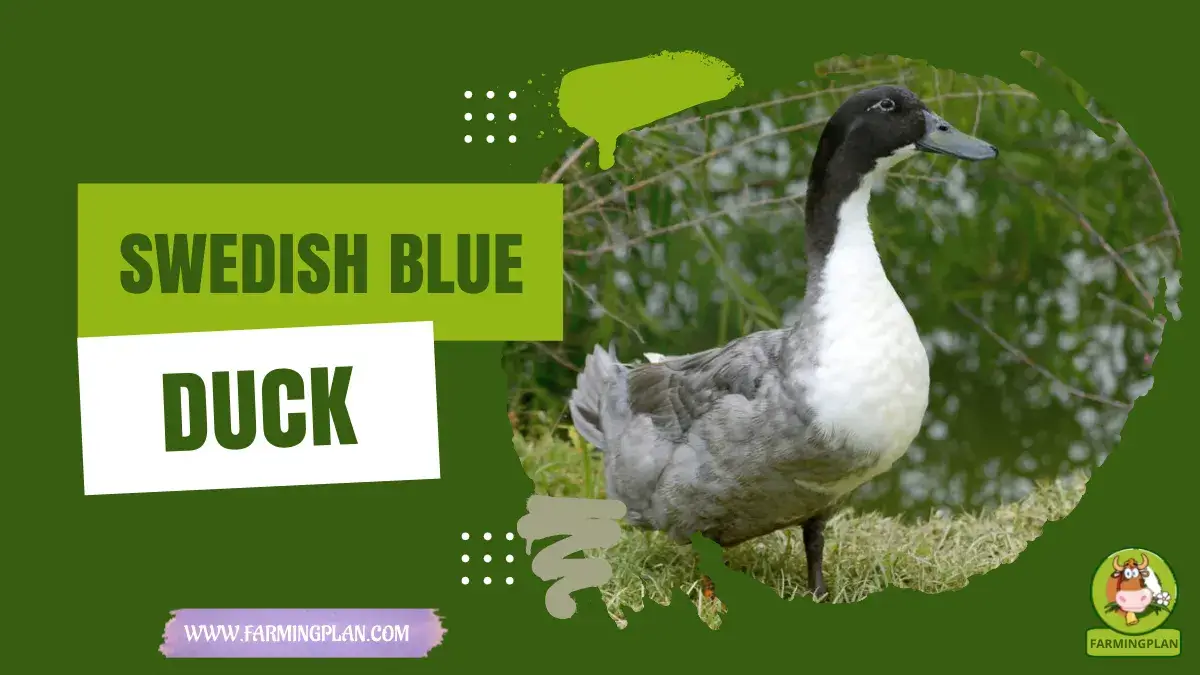 Swedish Blue Duck: Beautiful Farm Companion| Farming Plan