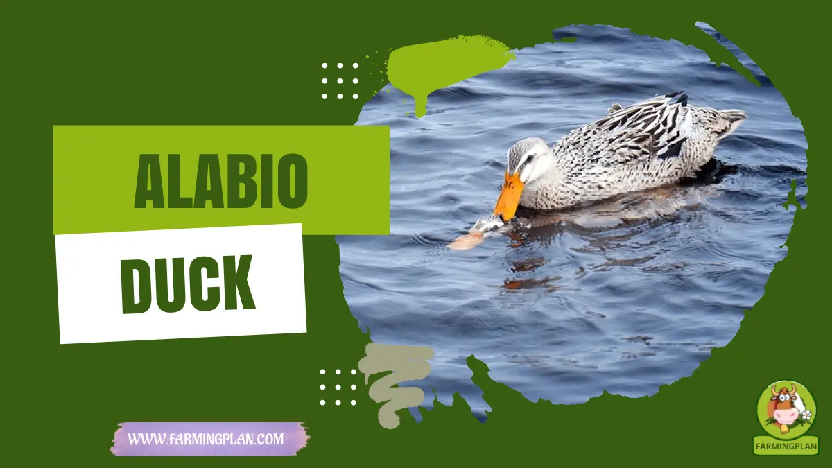 Alabio Duck: Local Indonesian Breed | Farming Plan