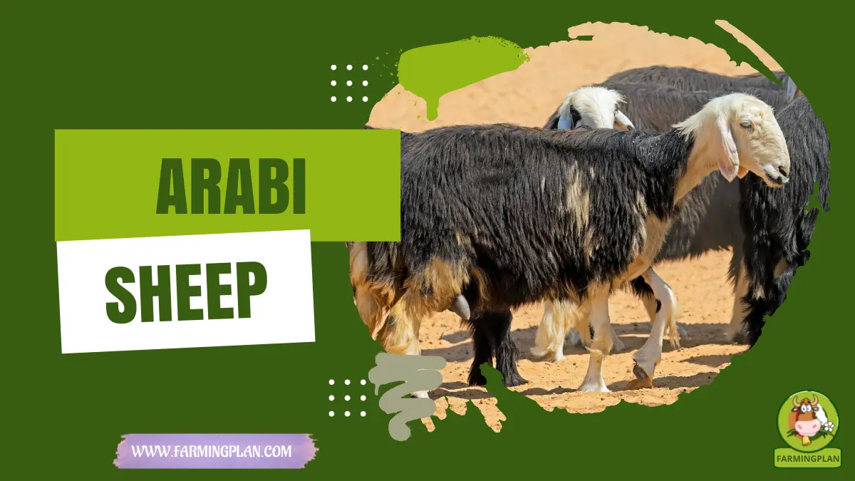 Arabi Sheep: How To Start Your Farm | Farming Plan