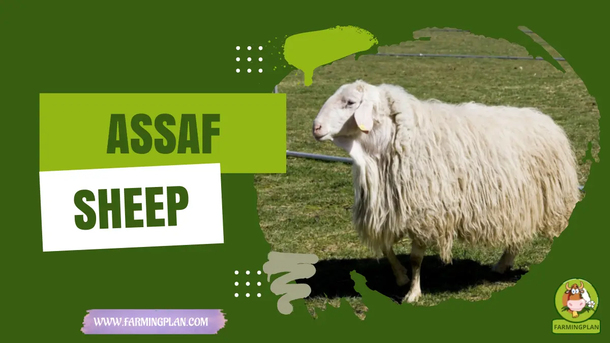 Assaf Sheep: How To Start Profitable Farming | Farming Plan