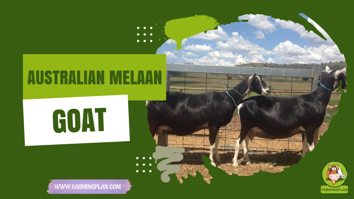 Australian Melaan Goat: Farm - Full Tutorial | Farming Plan