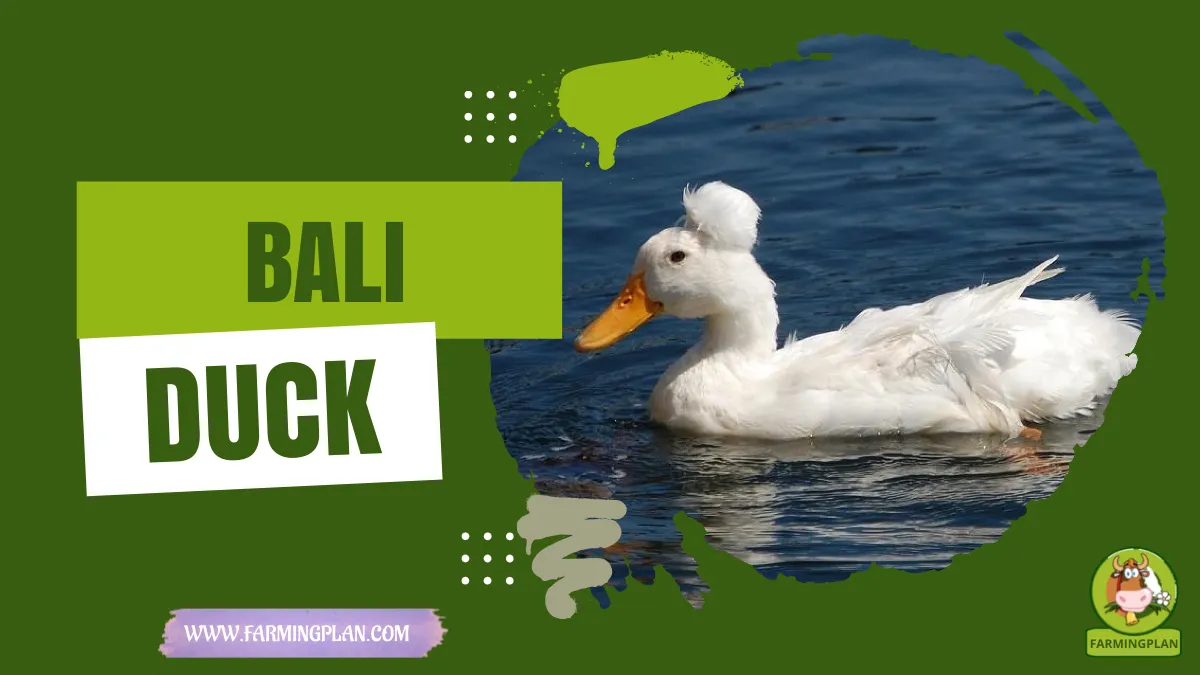 Bali Duck: Farming Business | Farming Plan