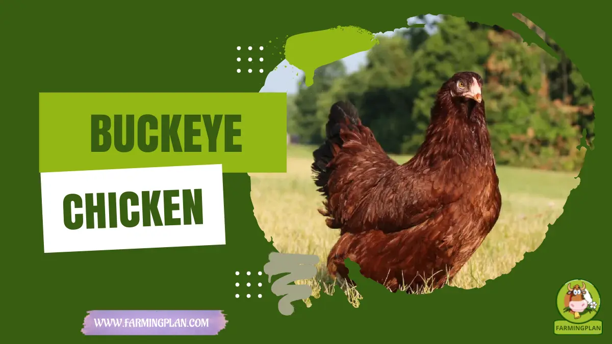 Buckeye Chicken: A Breed Of American Poultry | Farming Plan