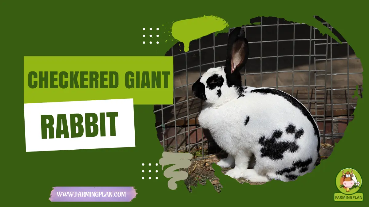 Checkered Giant Rabbit: A Gentle Giant Breed | Farming Plan