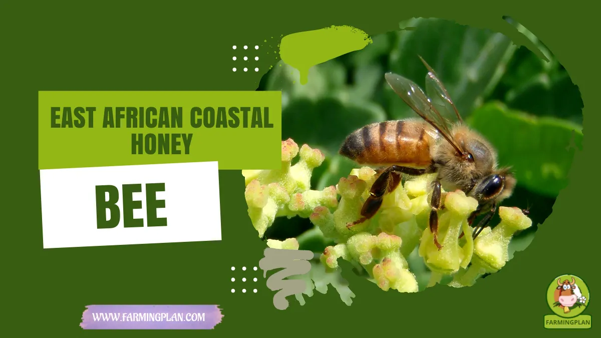 East African Coastal Honey Bee: One Of Nature's Most Mysterious ...