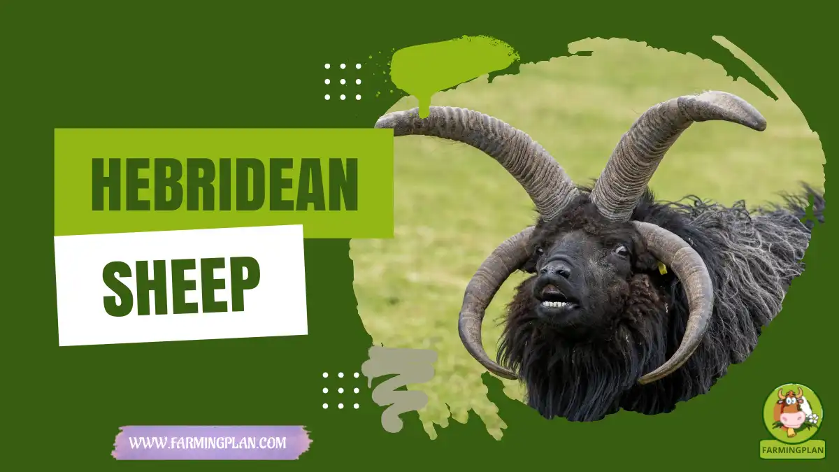 Hebridean Sheep: Hardy And Historic | Farming Plan