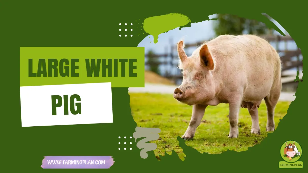 Large White Pig: Usage Of Large White Pig | Farming Plan