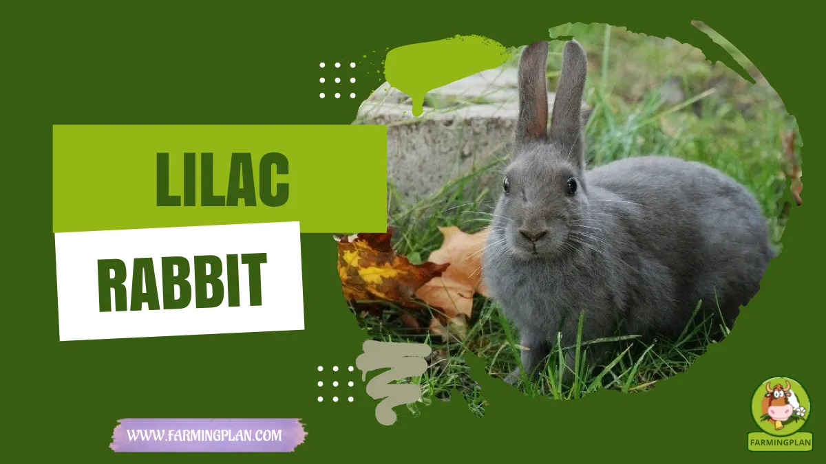 Lilac Rabbit: A Doves-Eye View | Farming Plan