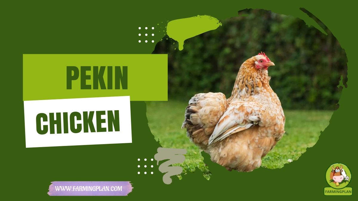 Pekin Chicken: Charming Bantams That Make | Farming Plan
