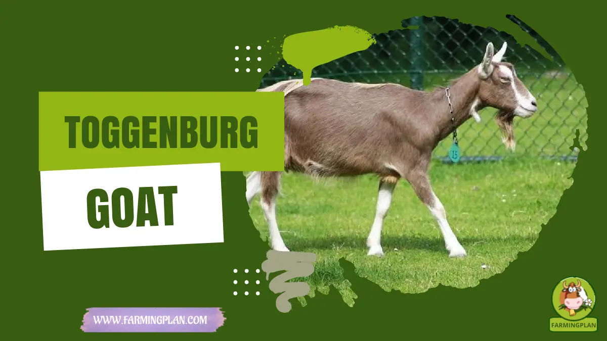 Toggenburg Goat: The Swiss Goat Breed | Farming Plan